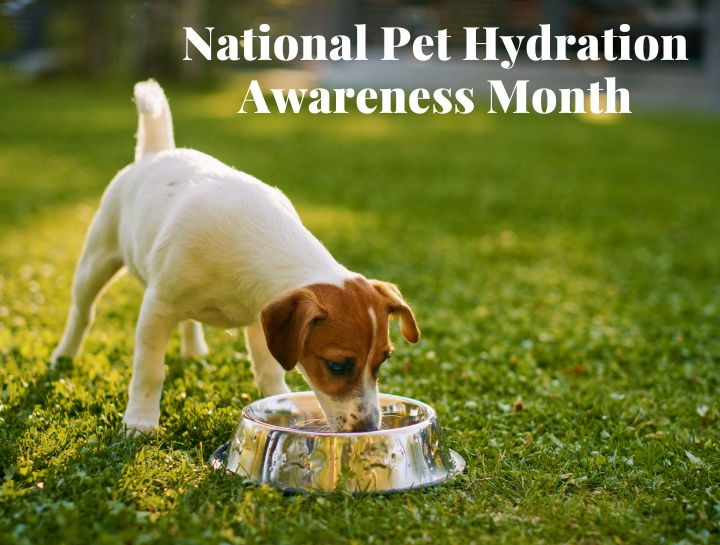 National Pet Hydration Awareness Month | Oxford Veterinary Hospital